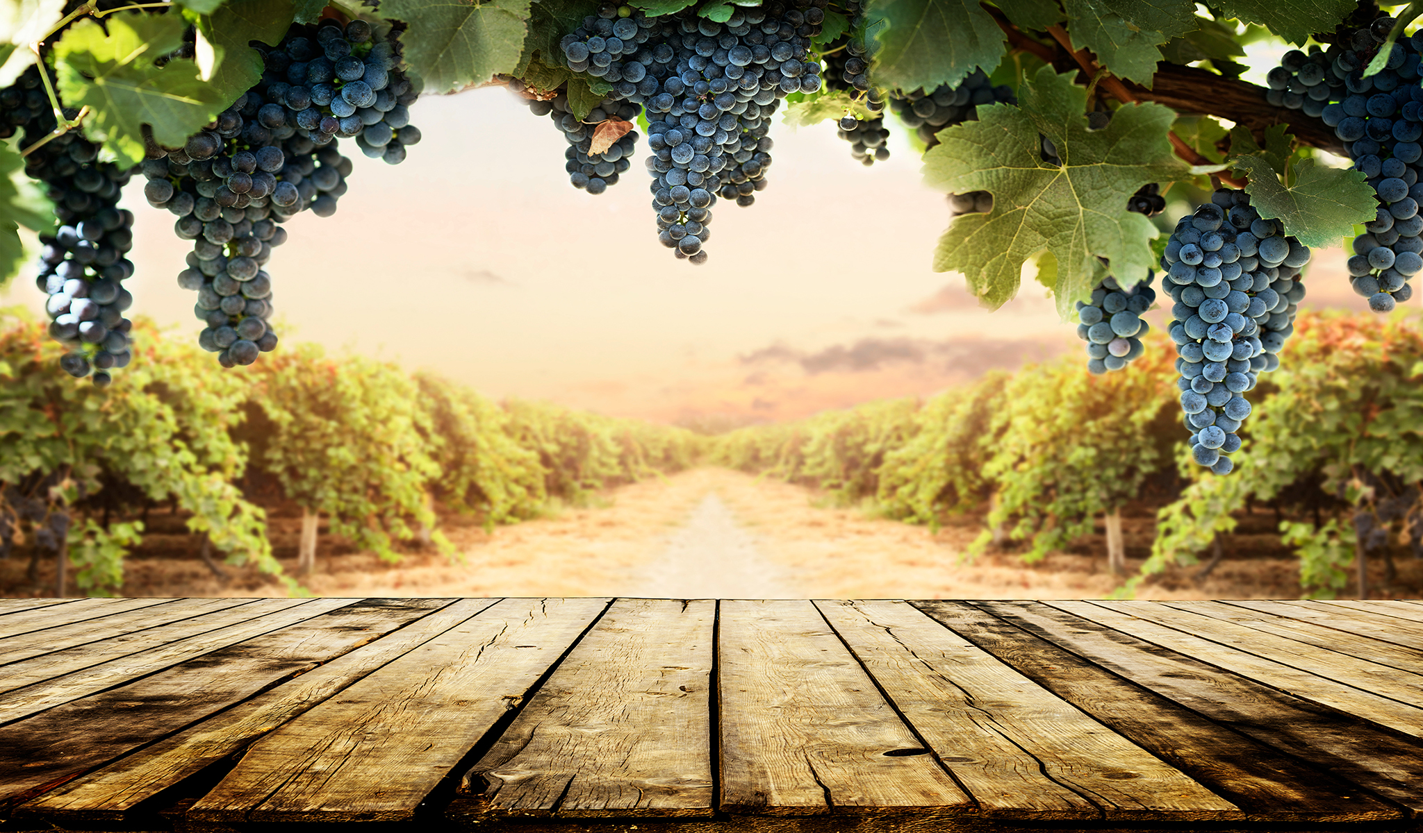 Taken Up vs. Taken Away (John 15) – Slentz Family Blog